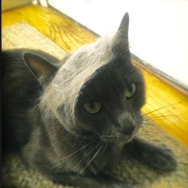 Trumpy Cats - Katzen mit Toupets - SLEAZEMAG