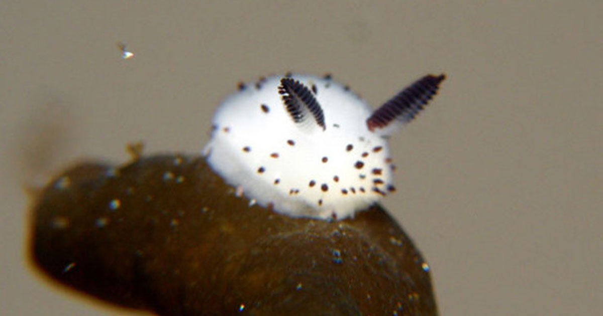 Der Seehase, der in Wahrheit eine Nacktschnecke war - SLEAZEMAG