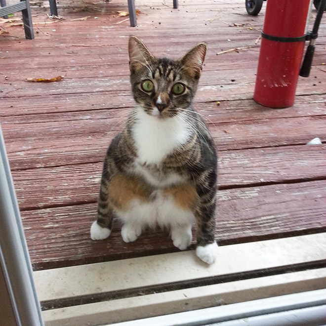 Stand by me: Einfach nur stehende Katzen - SLEAZEMAG
