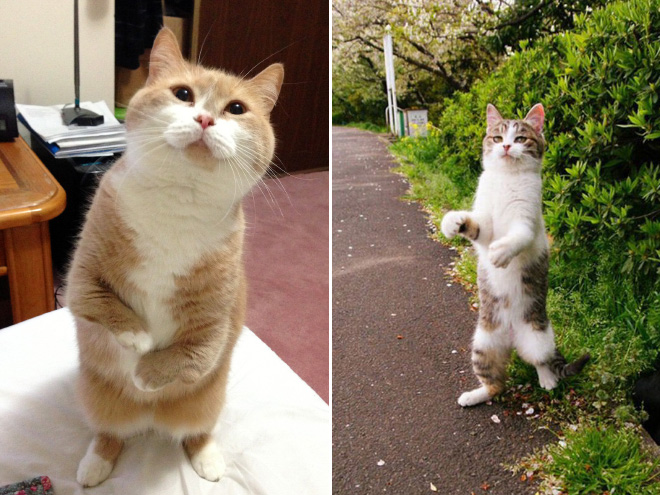 Stand by me: Einfach nur stehende Katzen - SLEAZEMAG