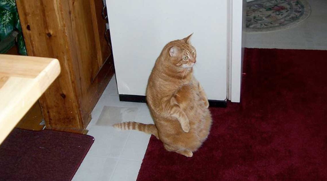 Stand by me: Einfach nur stehende Katzen - SLEAZEMAG
