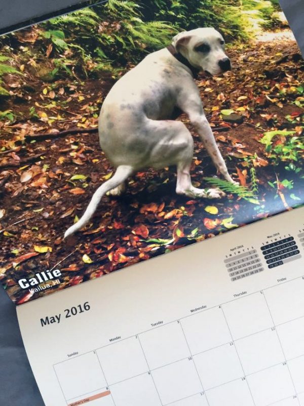 Der Kackende Hunde Kalender - zum Scheißen schön! - SLEAZEMAG